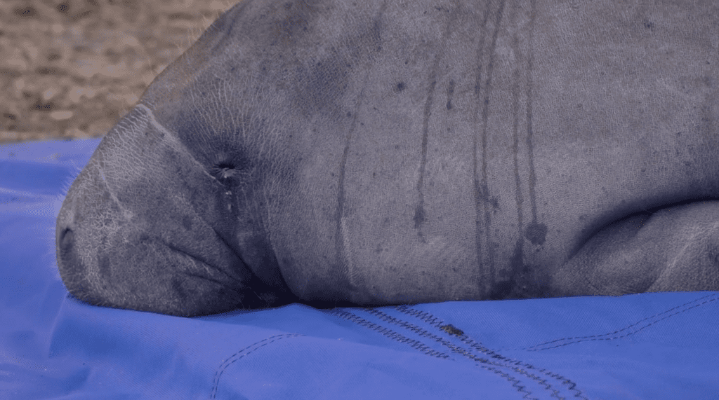 Clearwater Marine Aquarium Tags Record 18 Rehabbed Manatees Over 8 Days