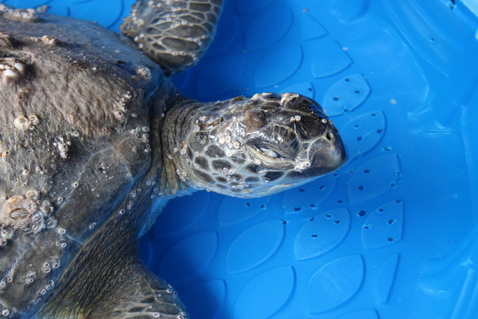 Sea Turtle Hospital Patient – Grand Canyon - Clearwater Marine Aquarium