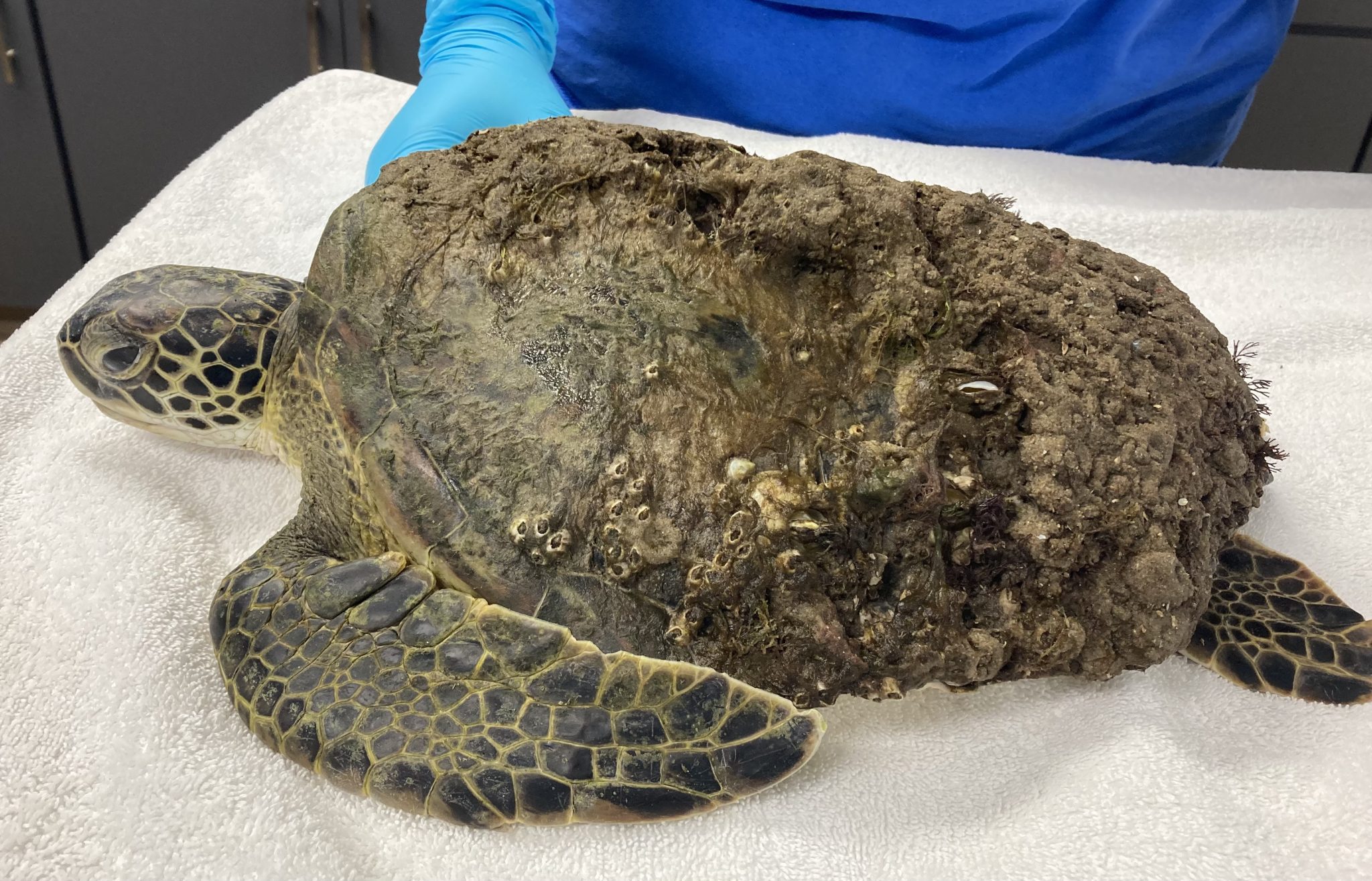 Sea Turtle Hospital Patient – Mesa Verde - Clearwater Marine Aquarium