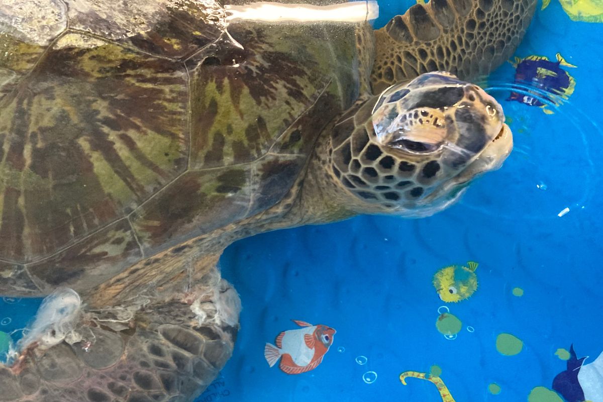 Green Sea Turtle - Olympic - Clearwater Marine Aquarium