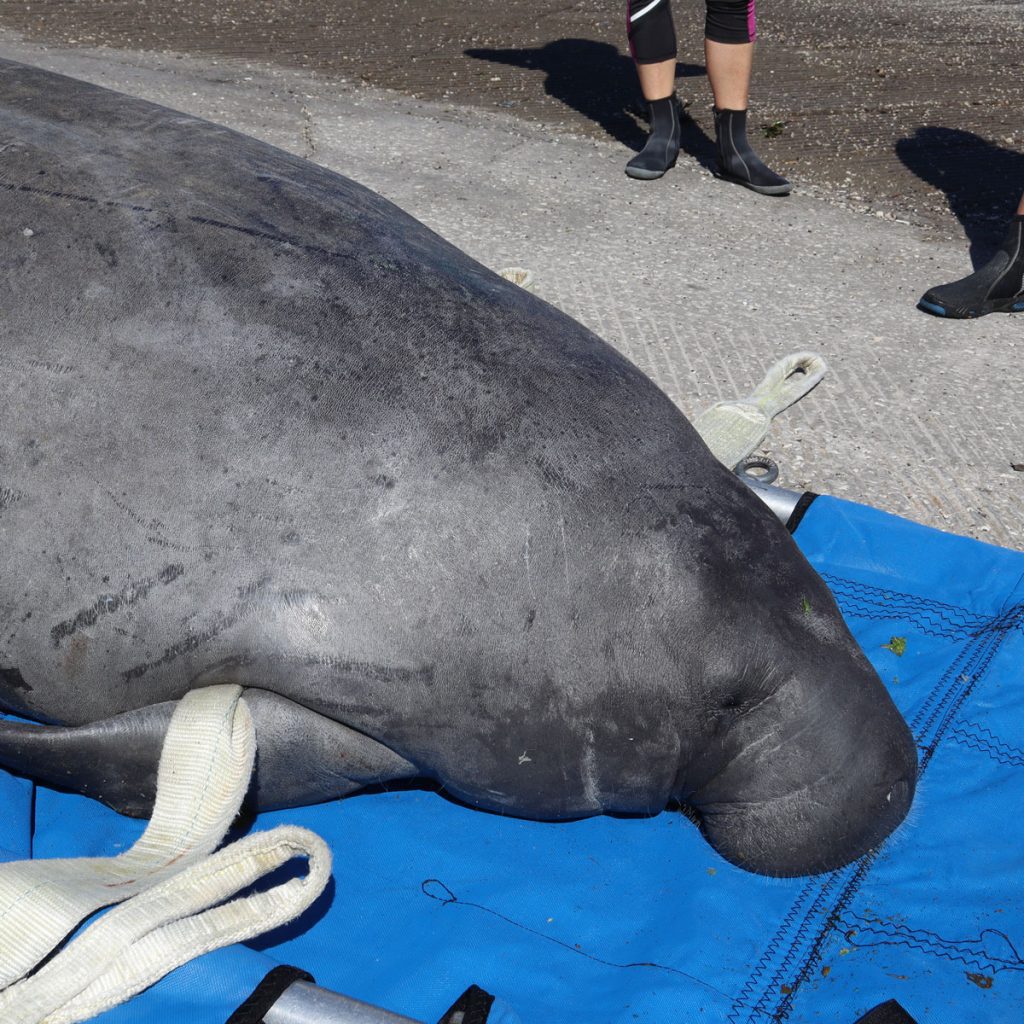Manatee Tracking - Plover - Clearwater Marine Aquarium