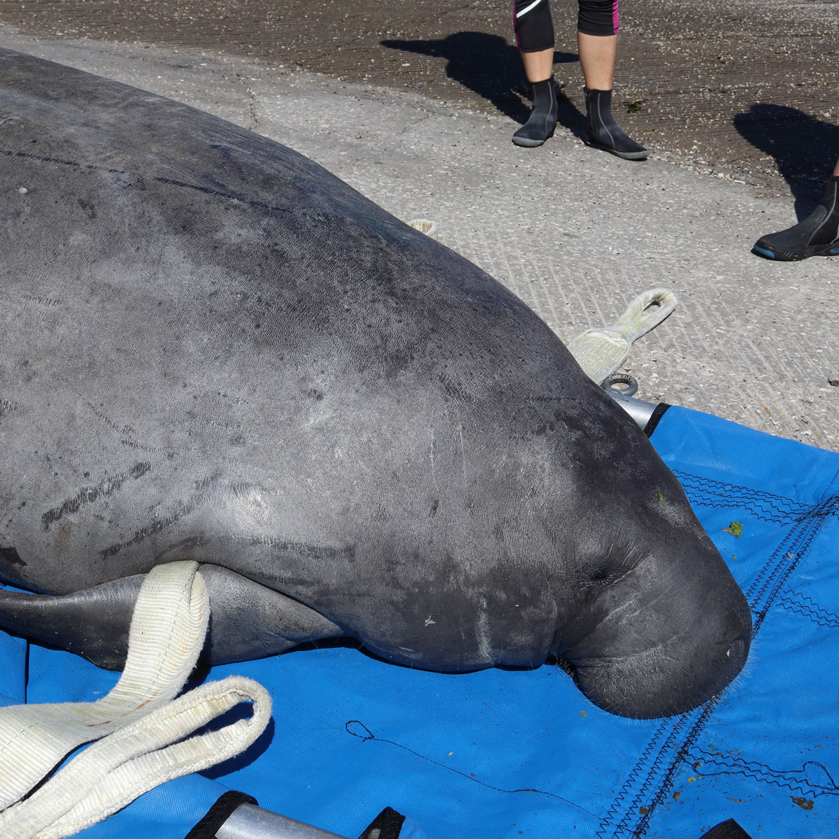 Manatee Tracking - Plover - Clearwater Marine Aquarium