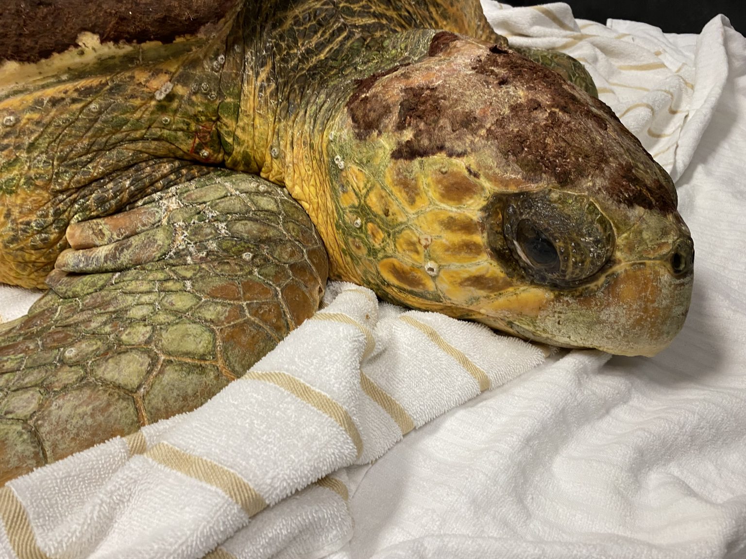 Sea Turtle Hospital Patient – Dhebra - Clearwater Marine Aquarium