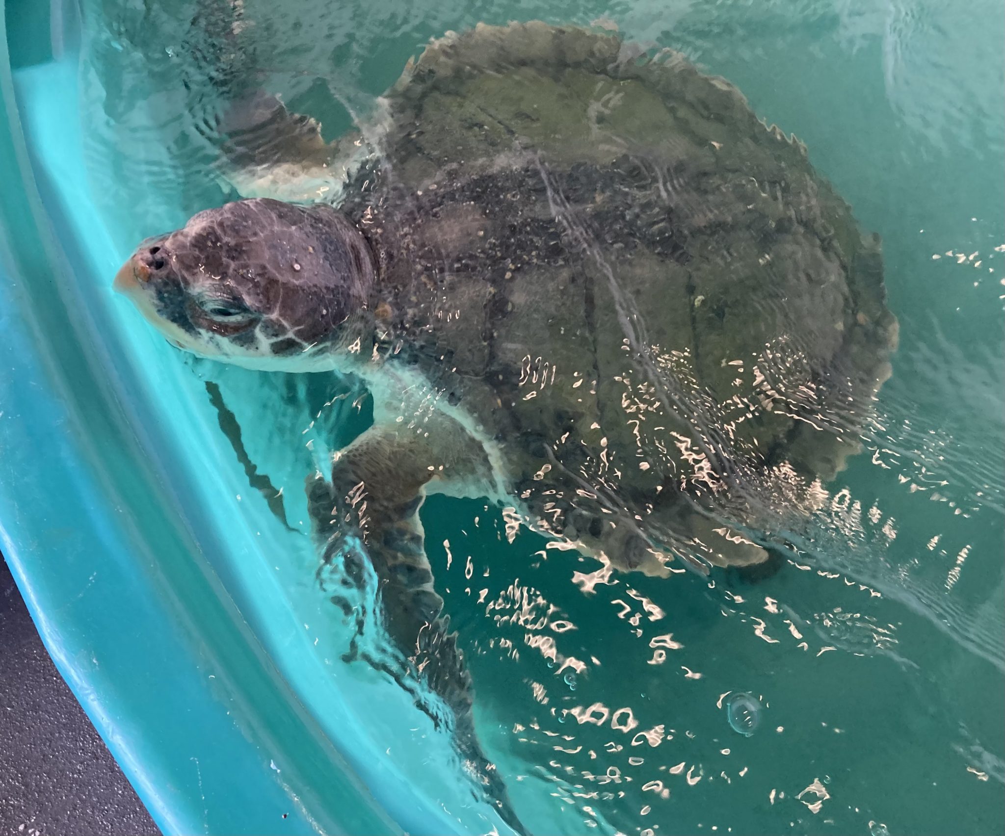 Sea Turtle Hospital Patient – Focaccia - Clearwater Marine Aquarium