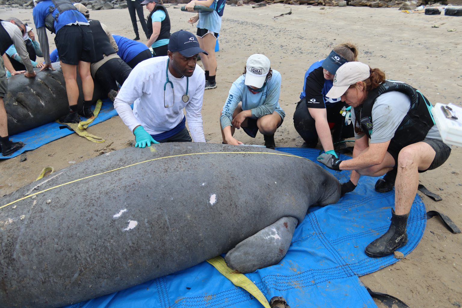 Manatee Tracking - Pete - Clearwater Marine Aquarium
