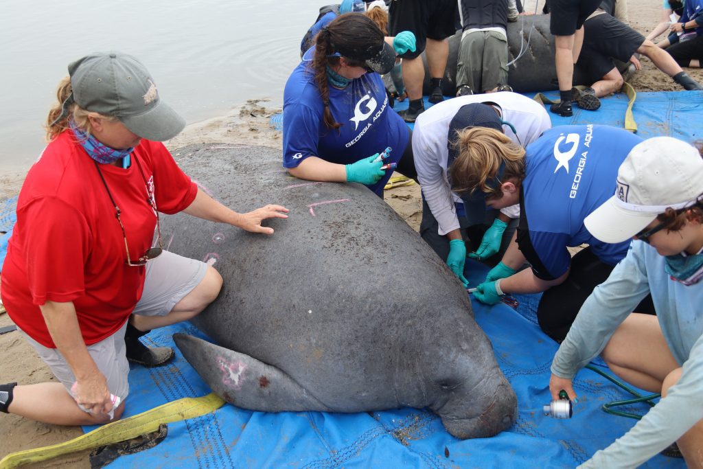 Manatee Tracking - Pete - Clearwater Marine Aquarium