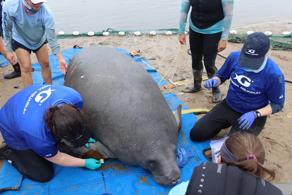 Active Manatee Tracking Archives - Clearwater Marine Aquarium