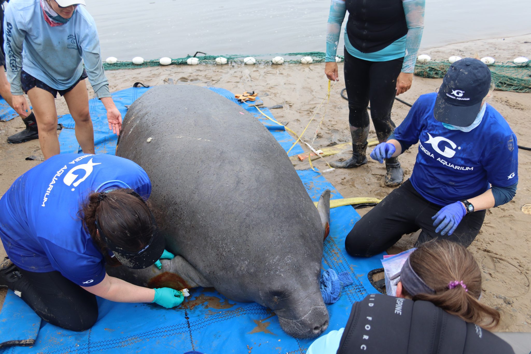 Active Manatee Tracking Archives - Clearwater Marine Aquarium