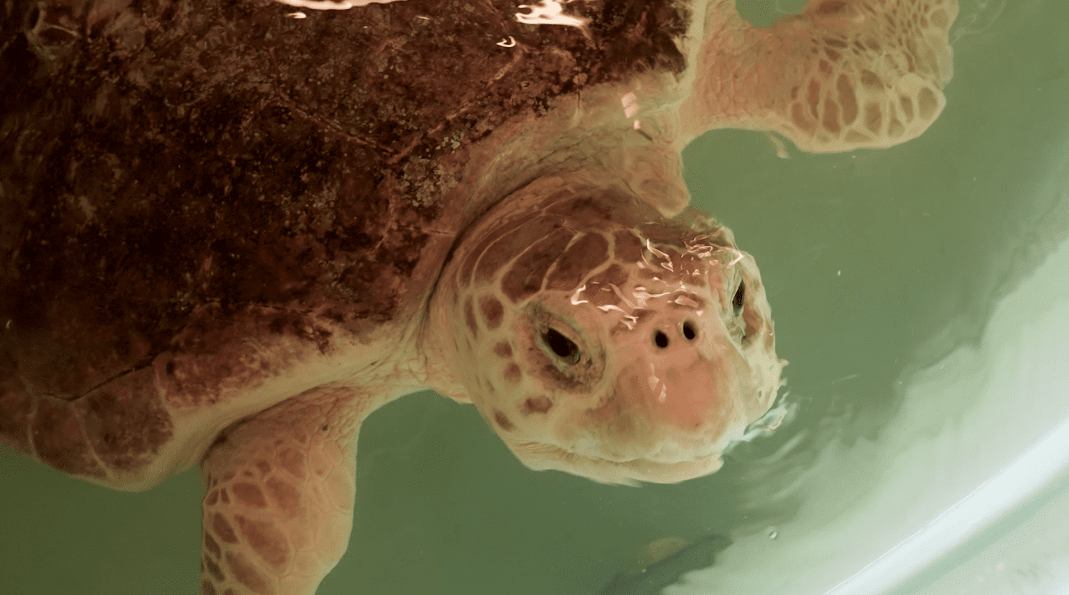 Clearwater Marine Aquarium Releases 200-pound Loggerhead Sea Turtle ...