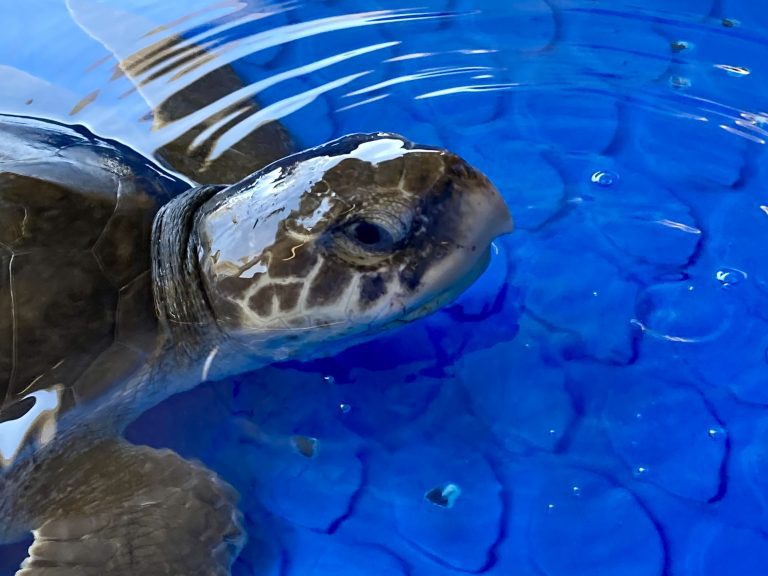 Sea Turtle Hospital Patient – Loaf - Clearwater Marine Aquarium
