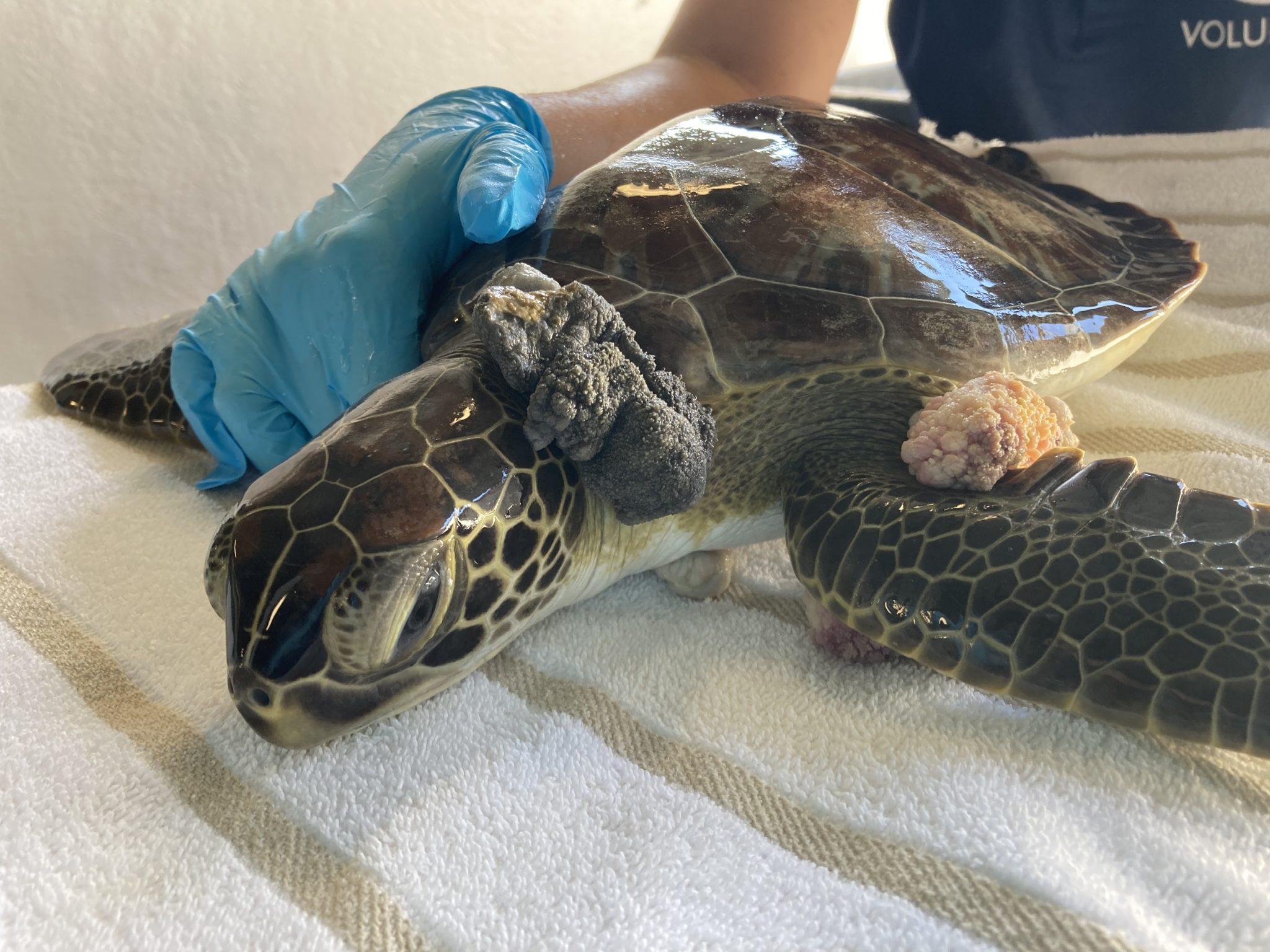 Sea Turtle Hospital Patient – Monkey Bread - Clearwater Marine Aquarium
