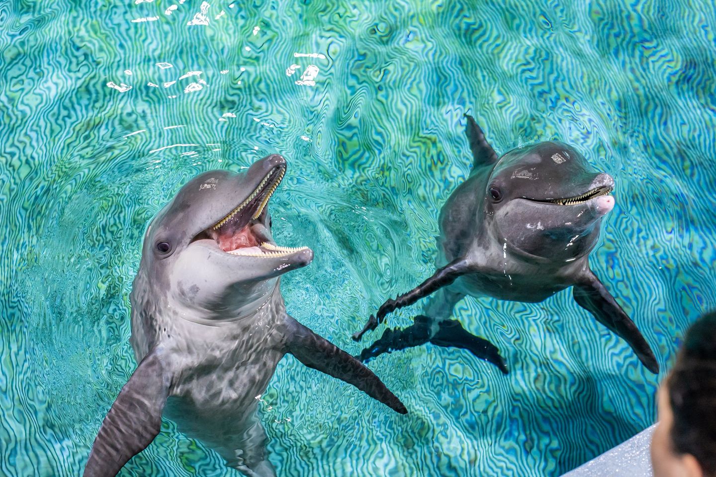 Rosie and Rudy, Two Rough-Toothed Dolphins, Ready for Their Close Ups ...