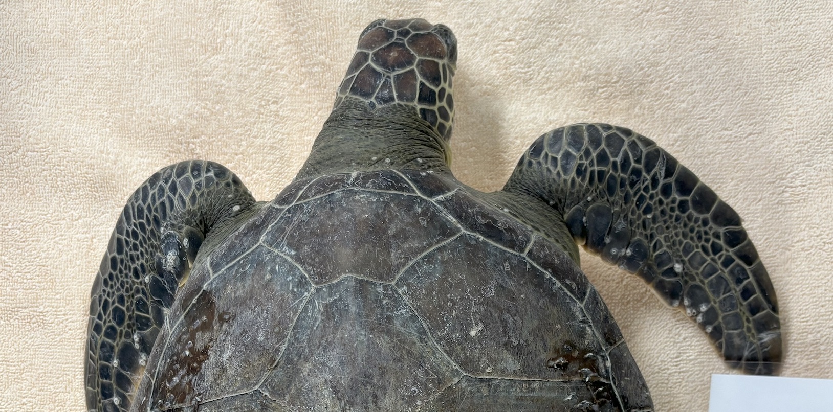 Sea Turtle Hospital Patient – Challah - Clearwater Marine Aquarium