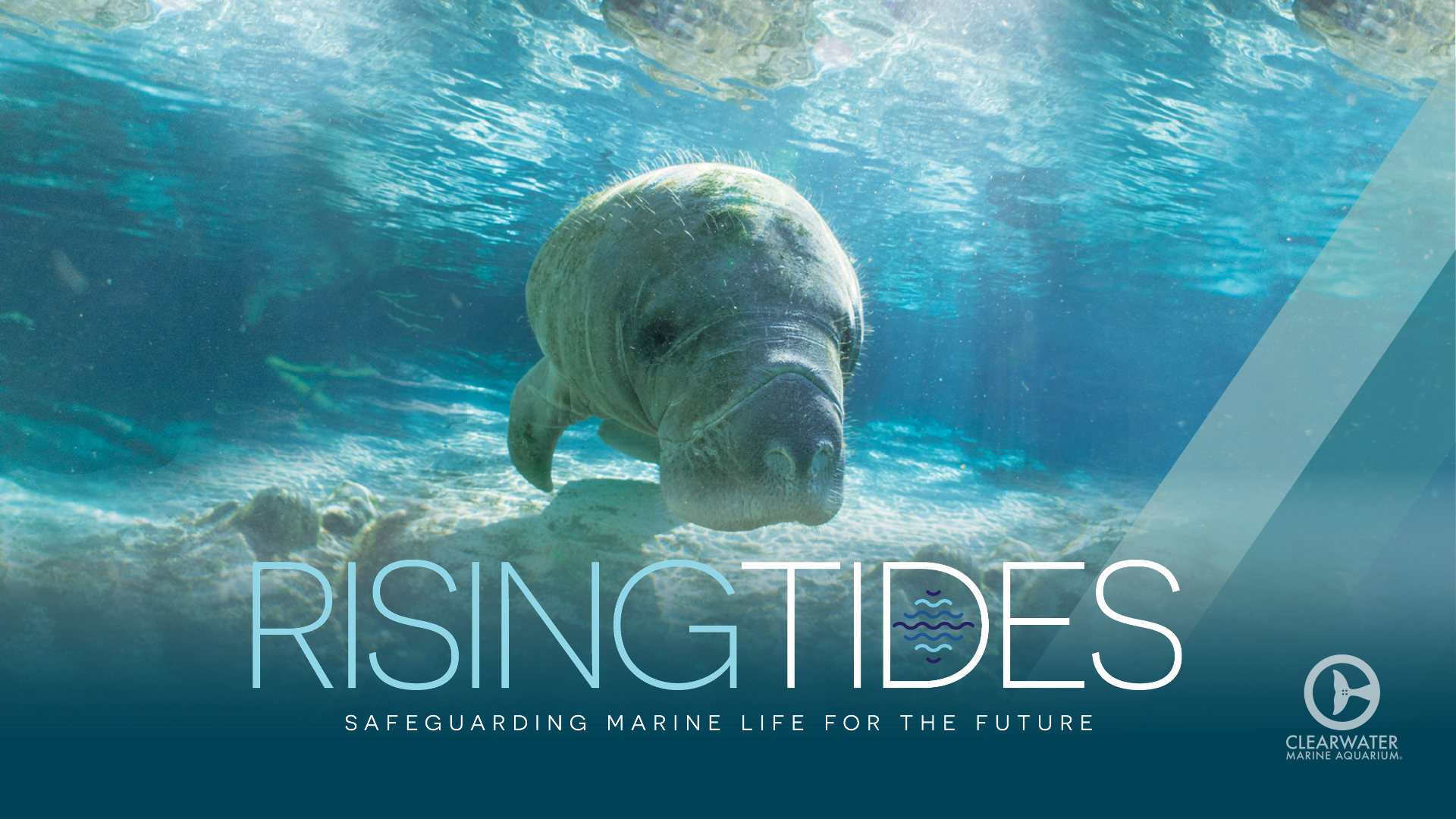 Clearwater Marine Aquarium Unveils 'Rising Tides' Expansion Plan ...