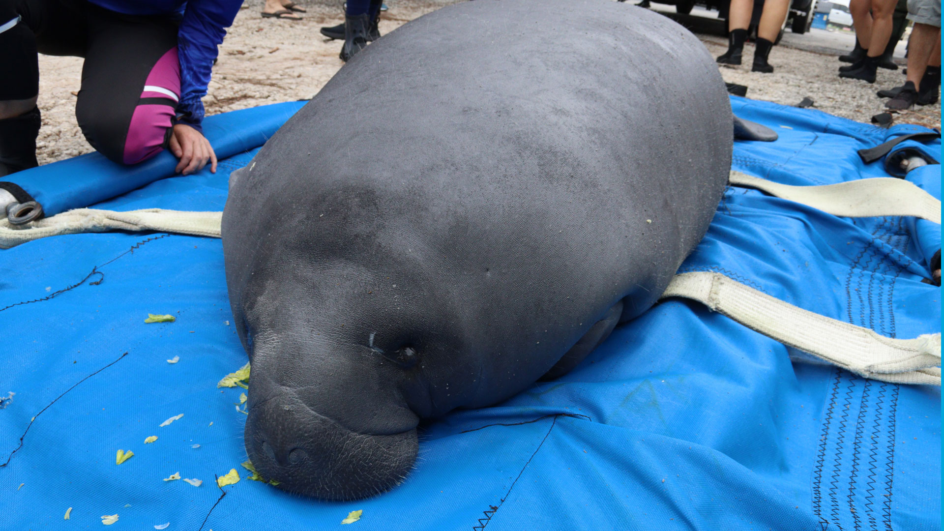Manatee Tracking - Churro - Clearwater Marine Aquarium