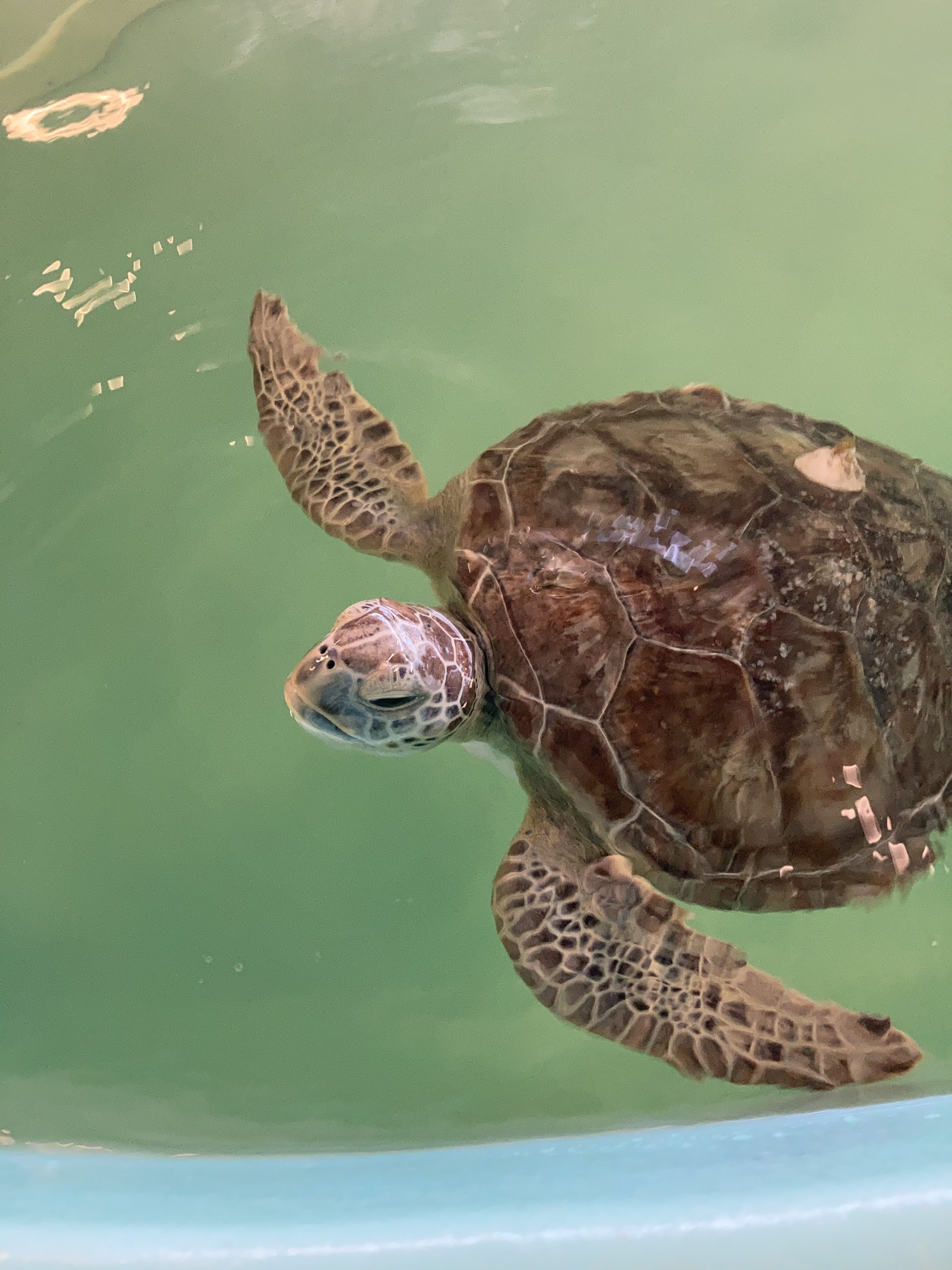 Sea Turtle Hospital Patient – Neptunite - Clearwater Marine Aquarium