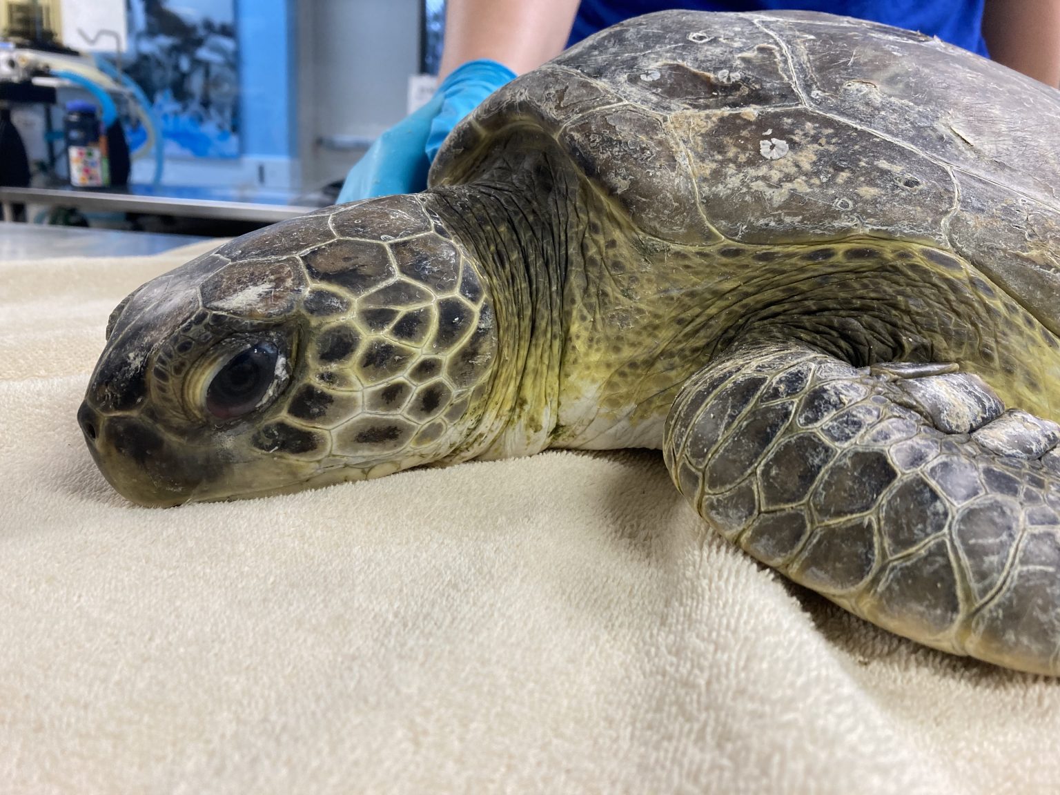 Rescue, Rehab, Release - Clearwater Marine Aquarium