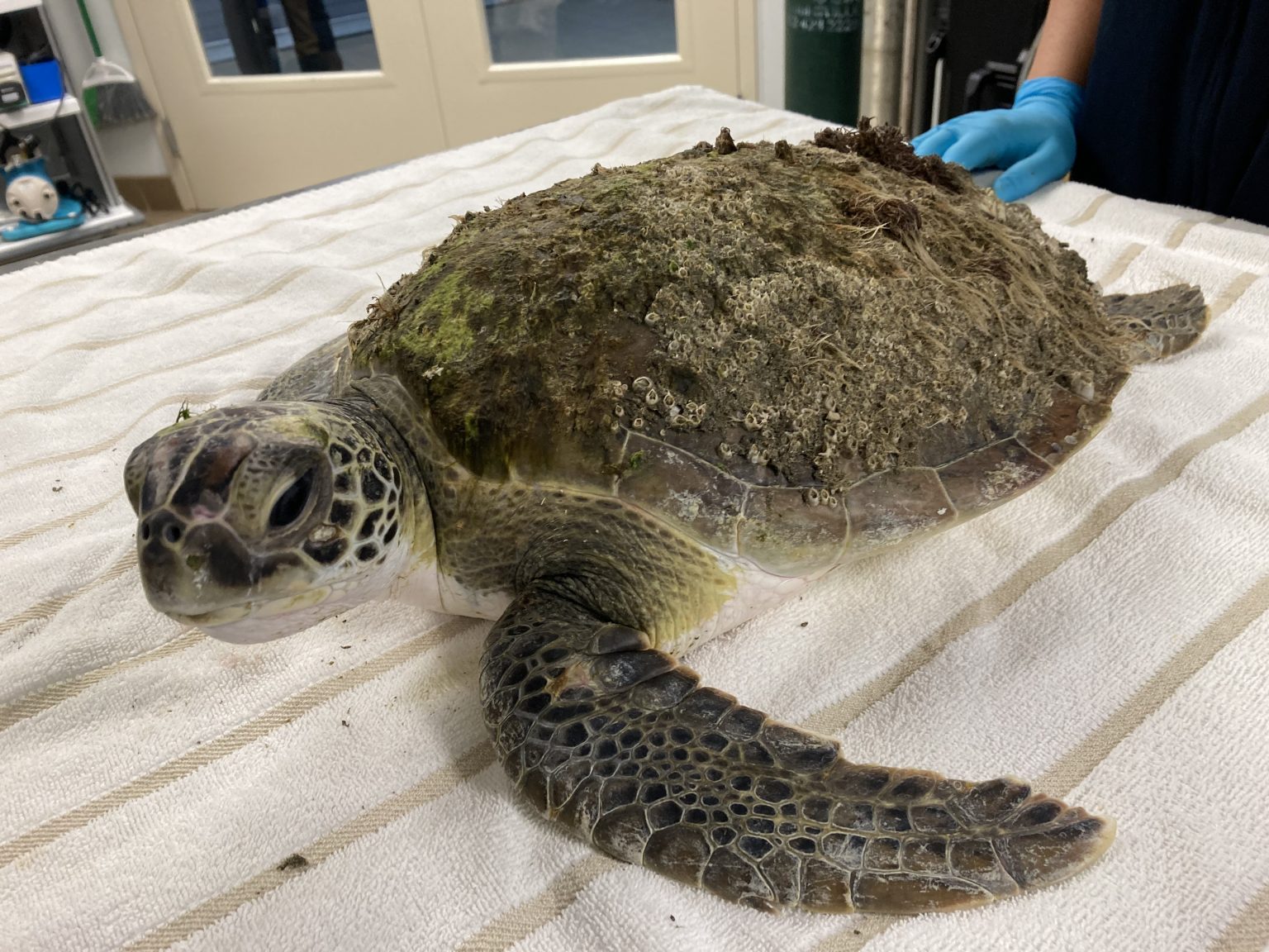 Sea Turtle Hospital Patient – Quartz - Clearwater Marine Aquarium