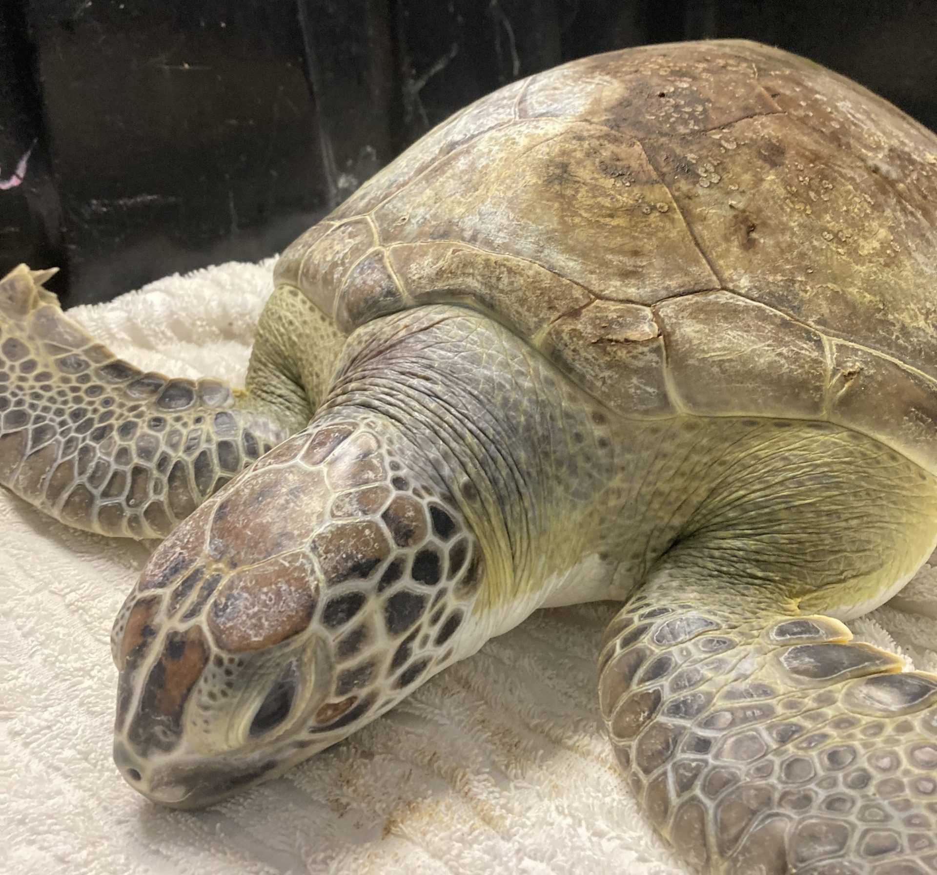 Sea Turtle Hospital Patient – Quartz - Clearwater Marine Aquarium
