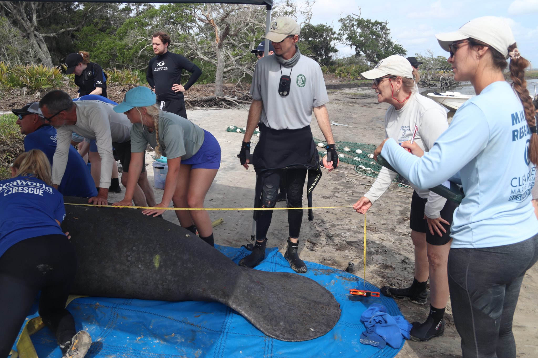 Manatee Tracking - Yearwood - Clearwater Marine Aquarium
