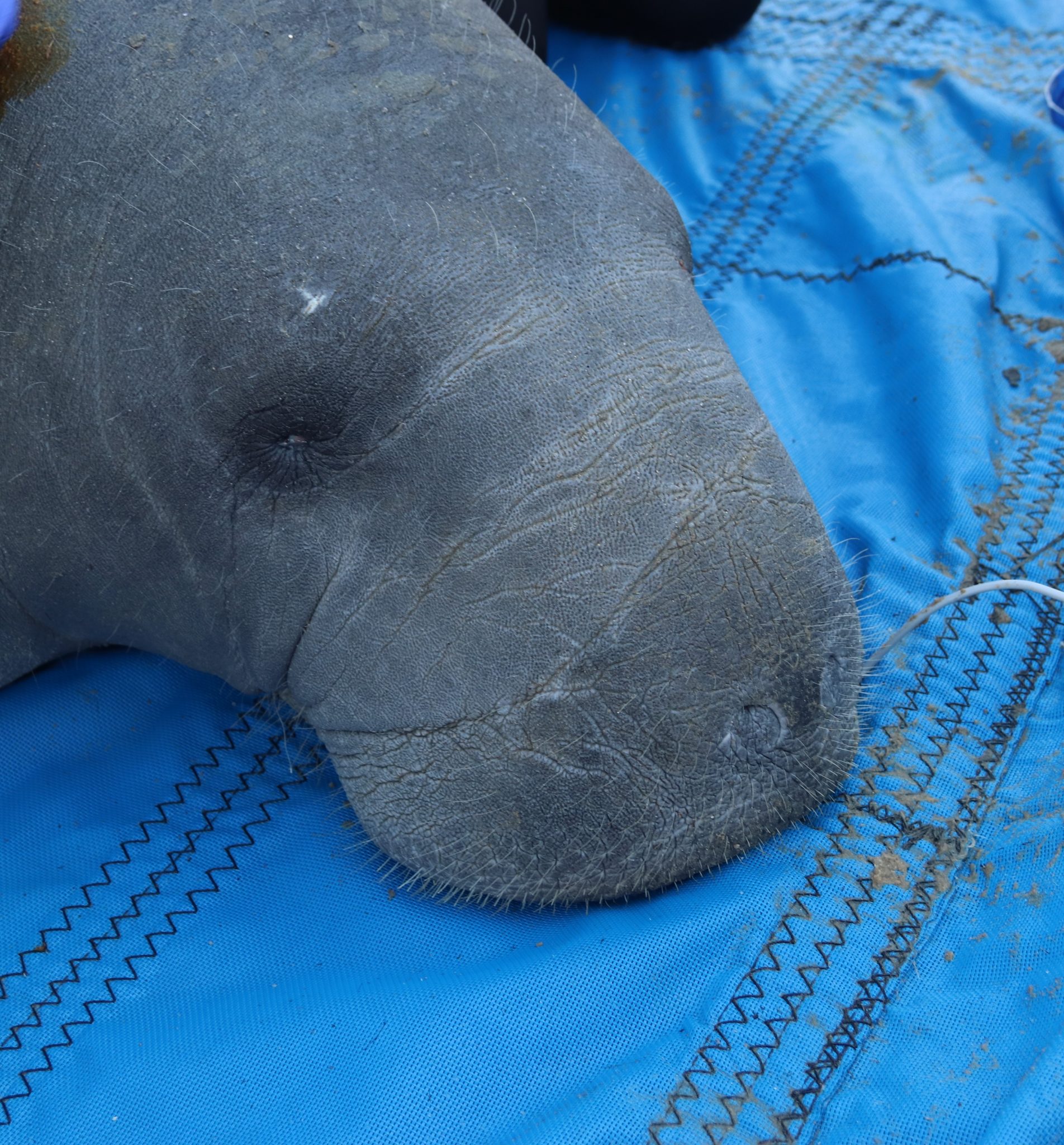 Manatee Tracking - Eris - Clearwater Marine Aquarium