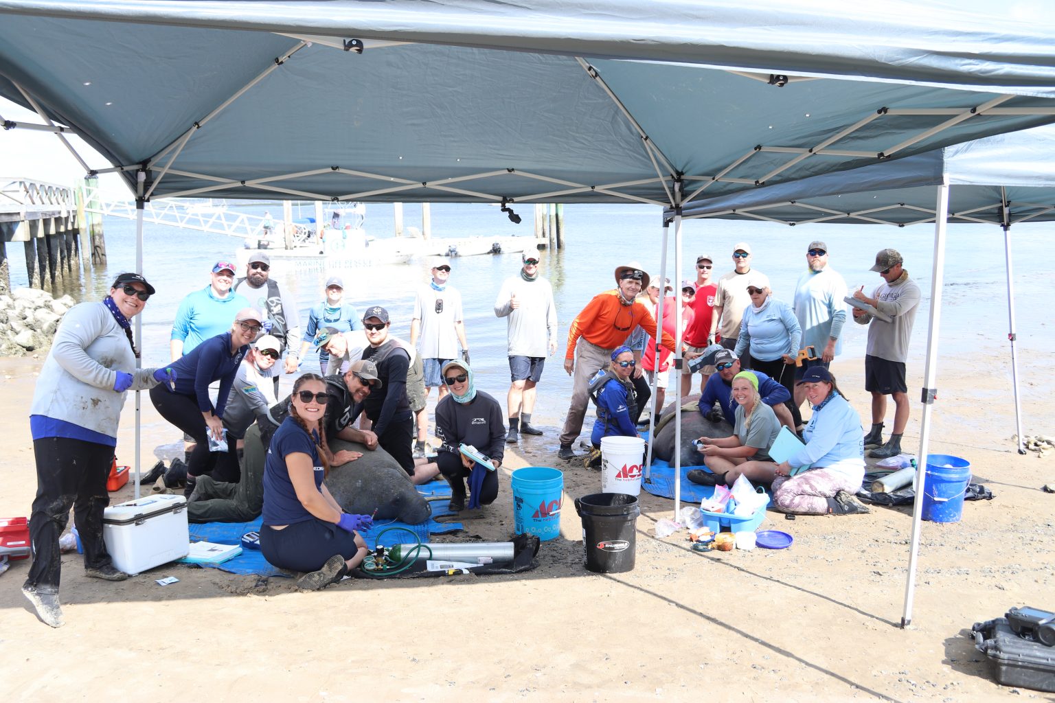 Manatee Tracking - Sawyer - Clearwater Marine Aquarium