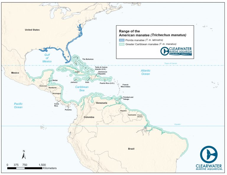 New Publication Standardizes the Vernacular Names for Manatees