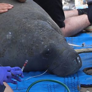 Manatee Tracking - Sawyer - Clearwater Marine Aquarium