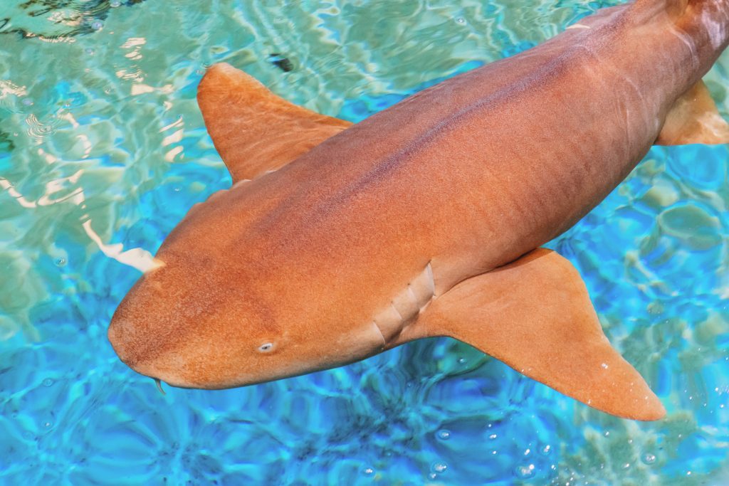 Big Orange Shark Buy Nickelodeon Baby Shark Big Show William Fishlight