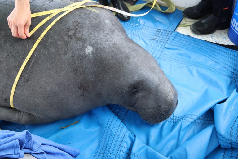 Manatee Tracking - Gotti - Clearwater Marine Aquarium
