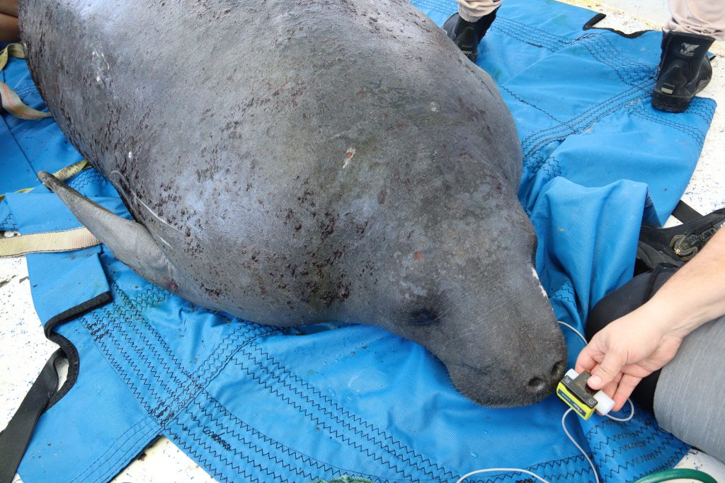Manatee Tracking - Vito - Clearwater Marine Aquarium