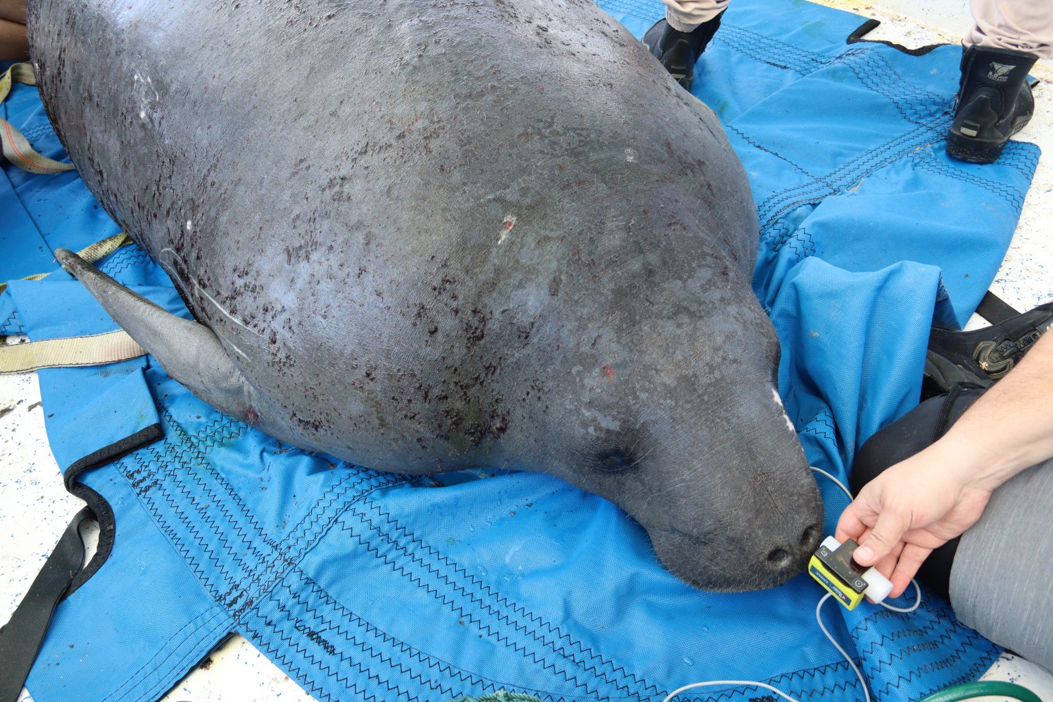 Blog & News - Clearwater Marine Aquarium