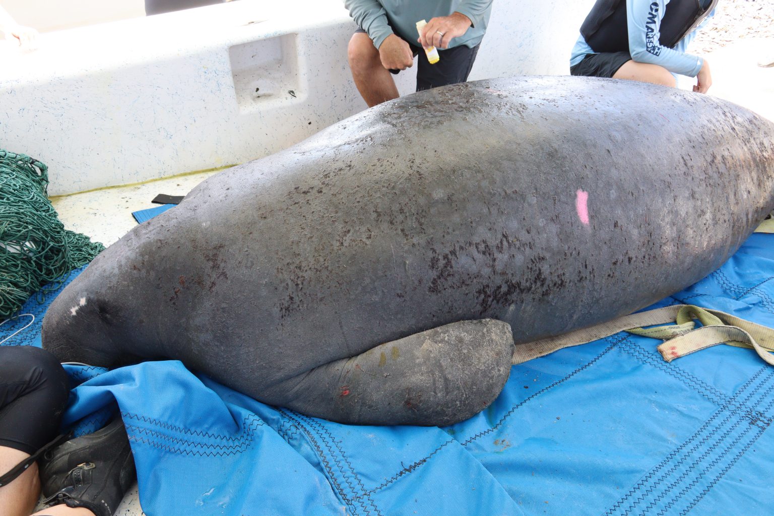Manatee Tracking - Vito - Clearwater Marine Aquarium