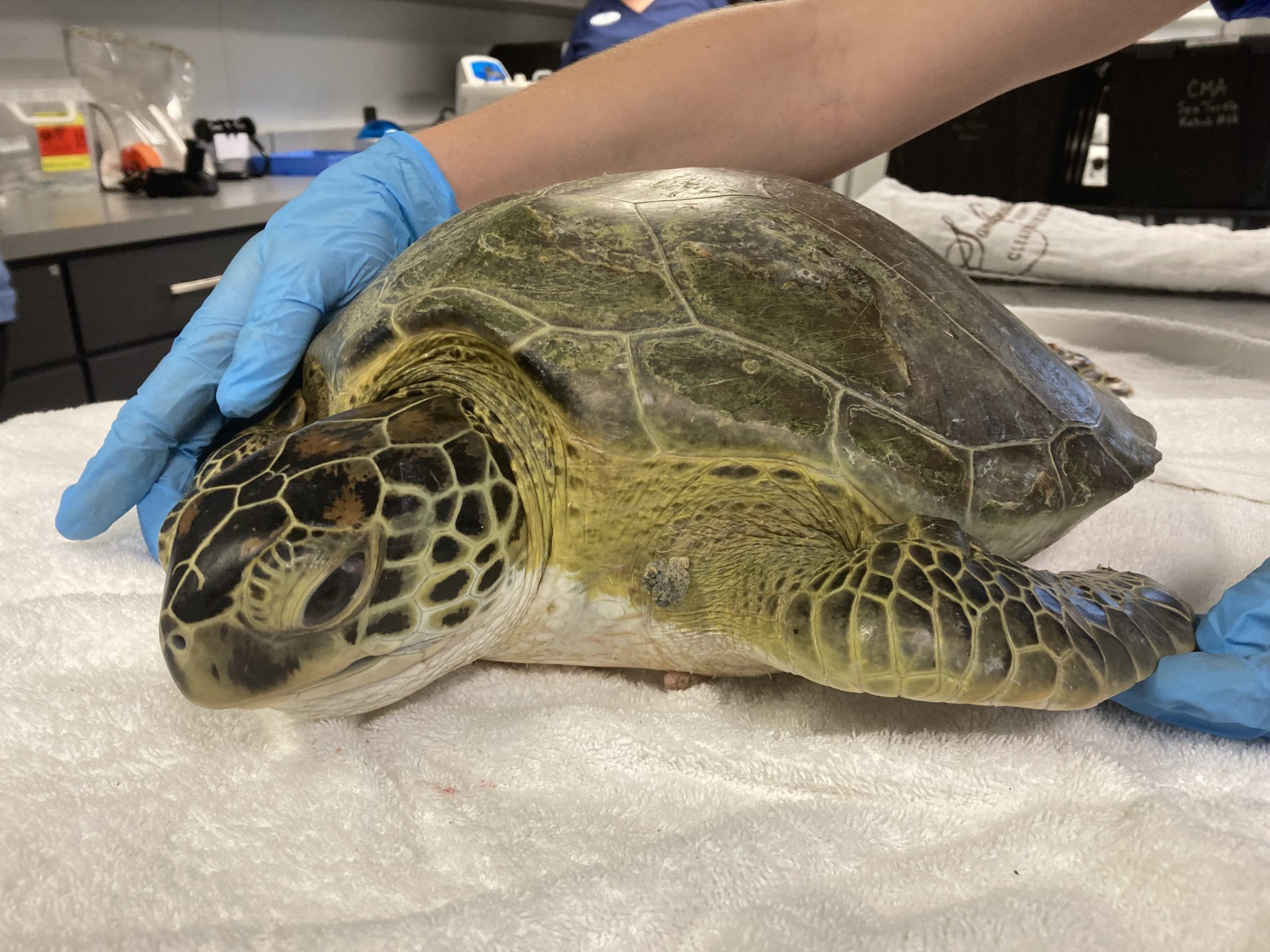 Rescue, Rehab, Release - Clearwater Marine Aquarium