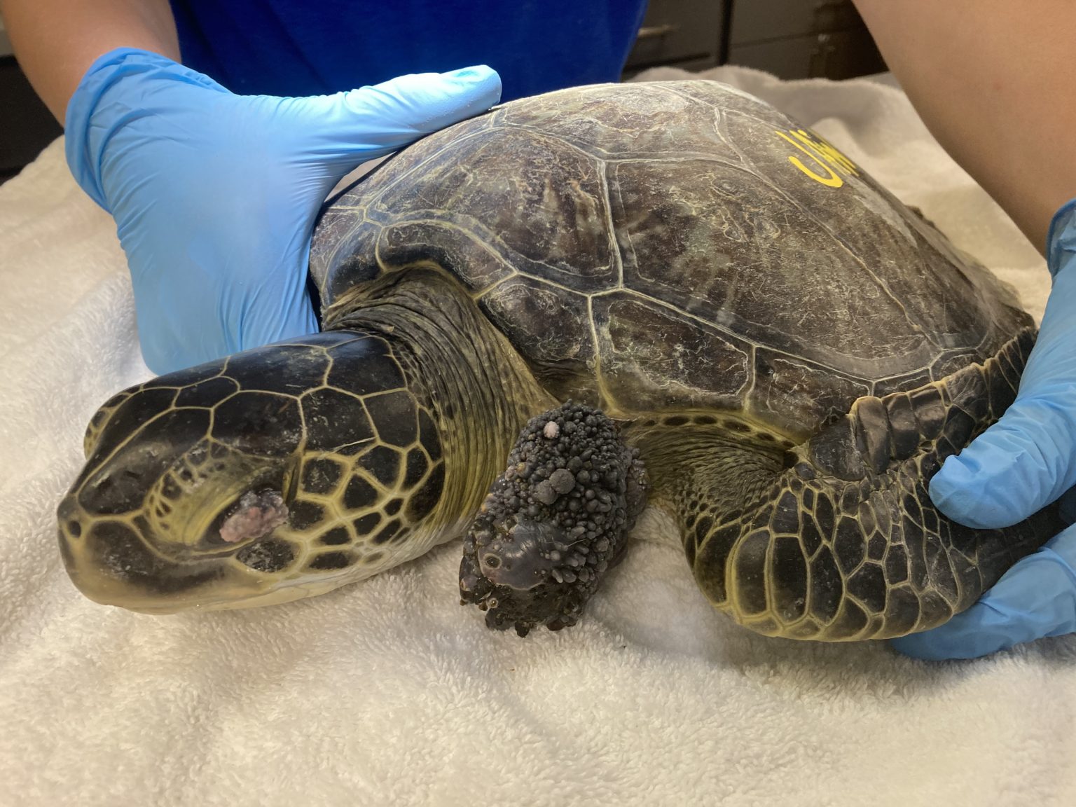 Sea Turtle Hospital Patient – Jaws - Clearwater Marine Aquarium