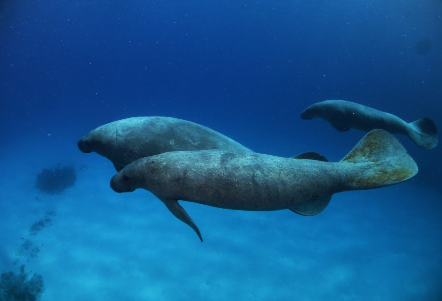 Newly-Founded Wider Caribbean Manatee Alliance Seeks to Secure Healthy ...