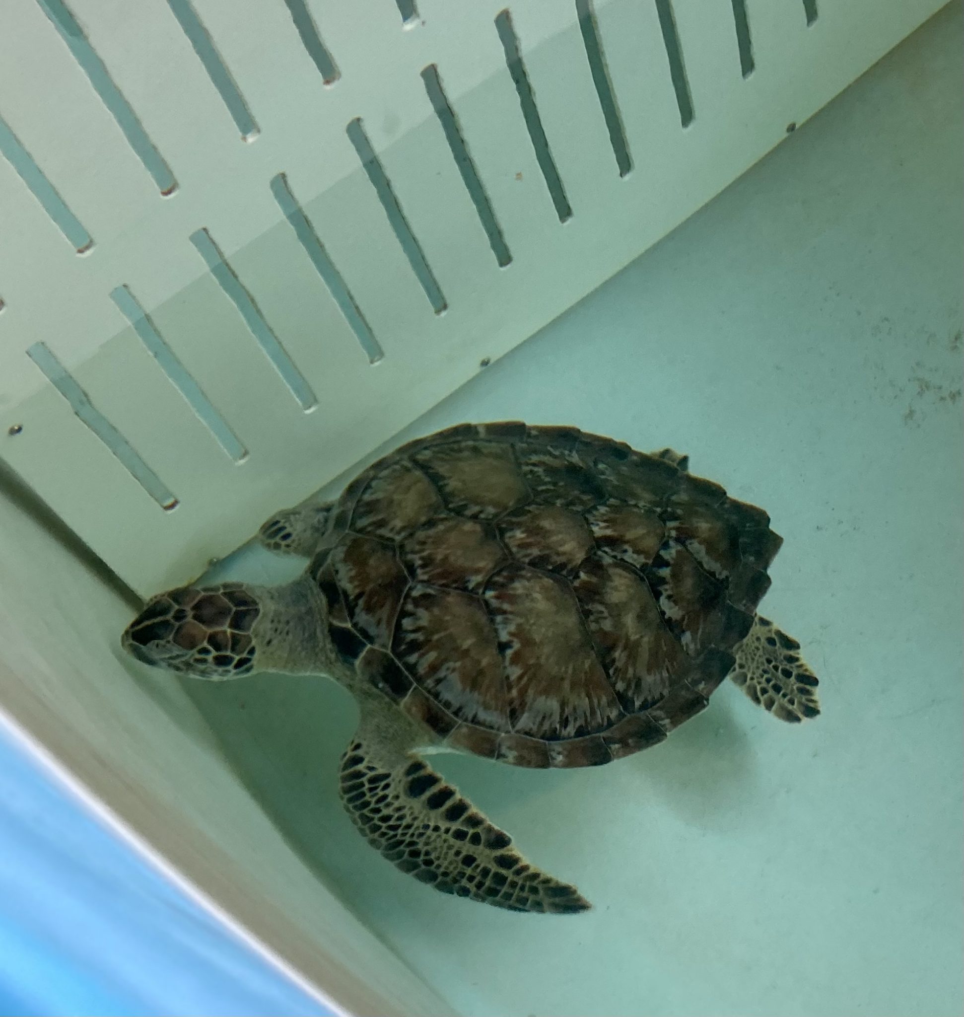 Sea Turtle Hospital Patient – Philly - Clearwater Marine Aquarium