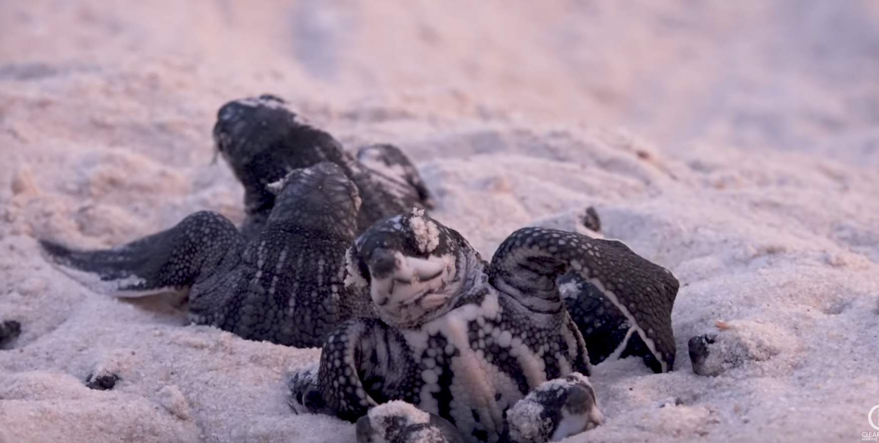 Clearwater Marine Aquarium Analyzes 30 Years of Sea Turtle Nesting Data