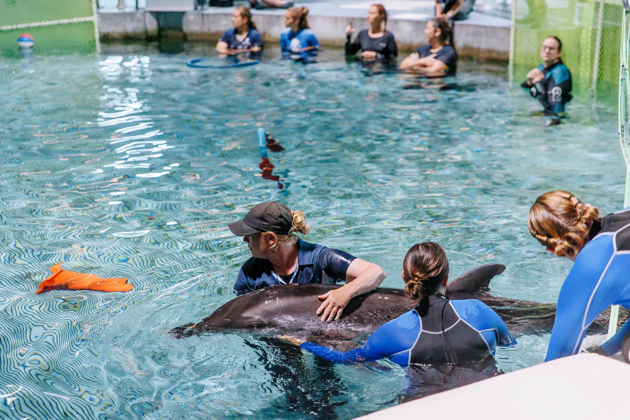 Four Rough-toothed Dolphins Welcomed to Clearwater Marine Aquarium