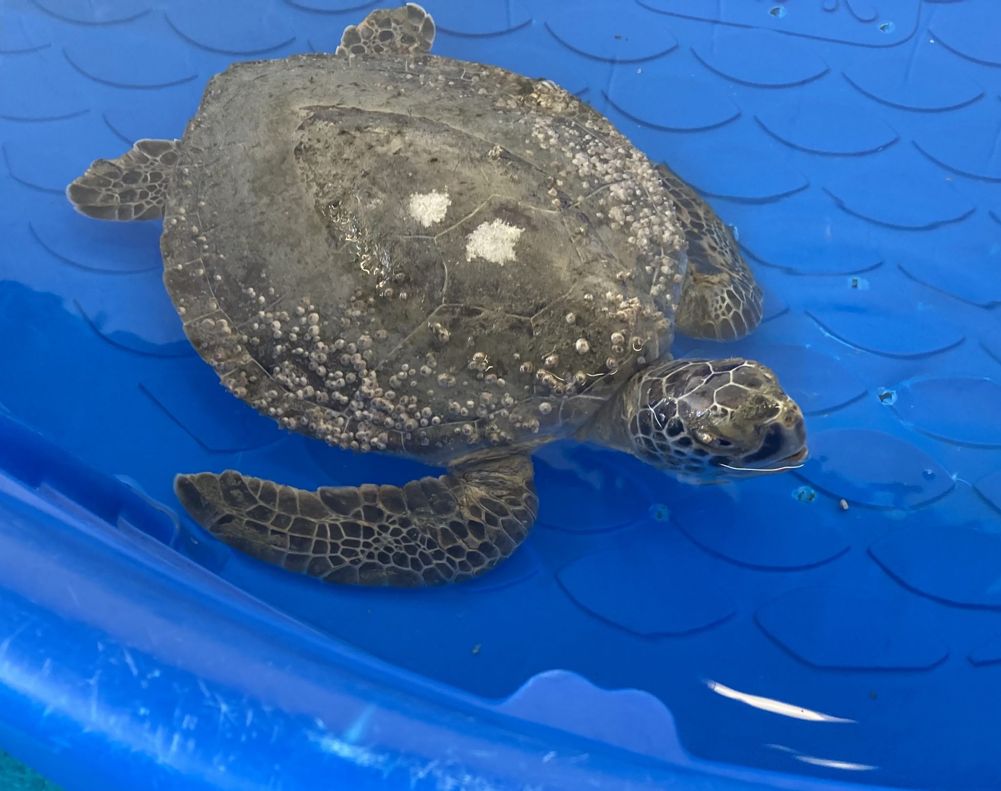 Sea Turtle Hospital Patient – Niaouli - Clearwater Marine Aquarium