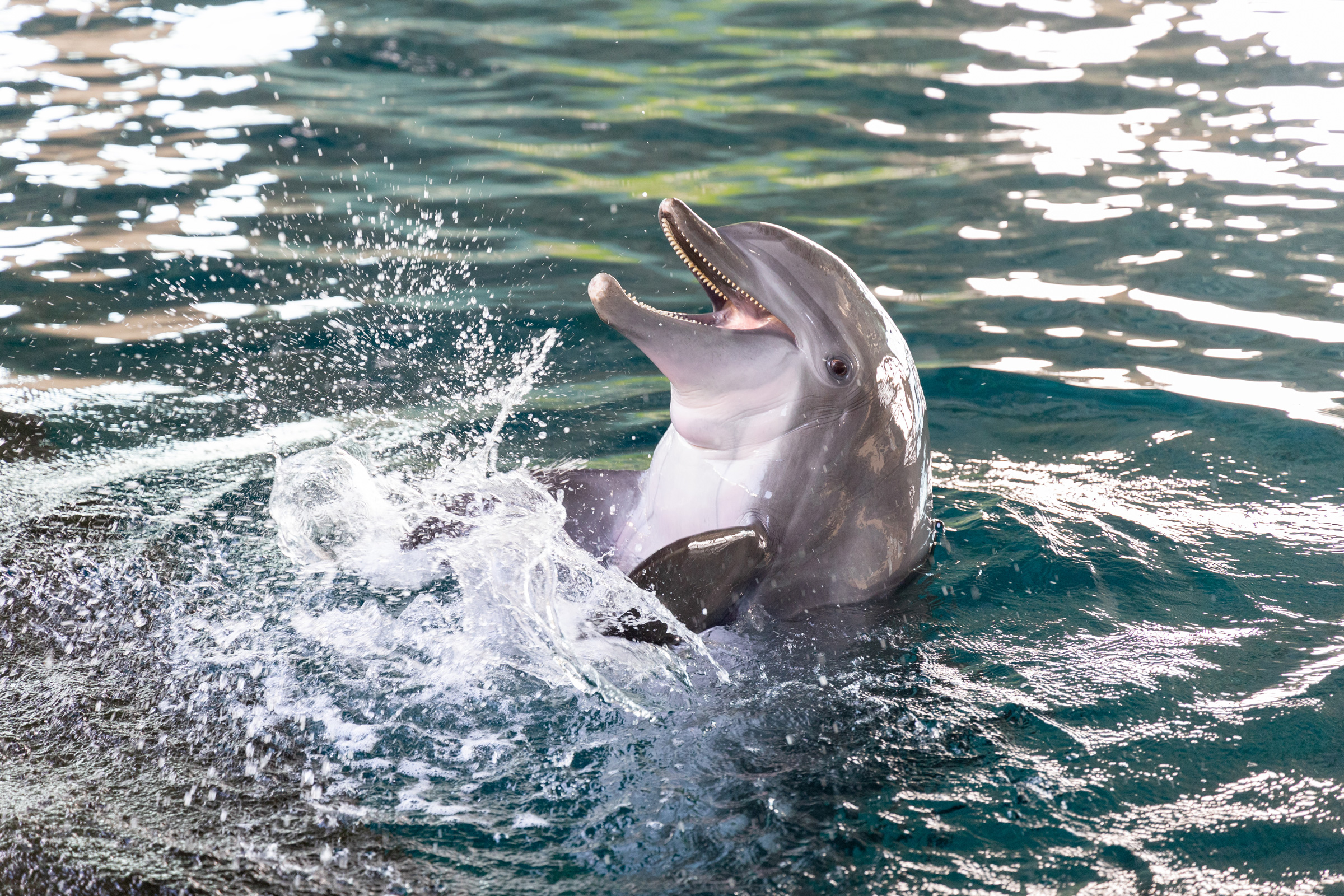 Clearwater Aquarium Splash Pad