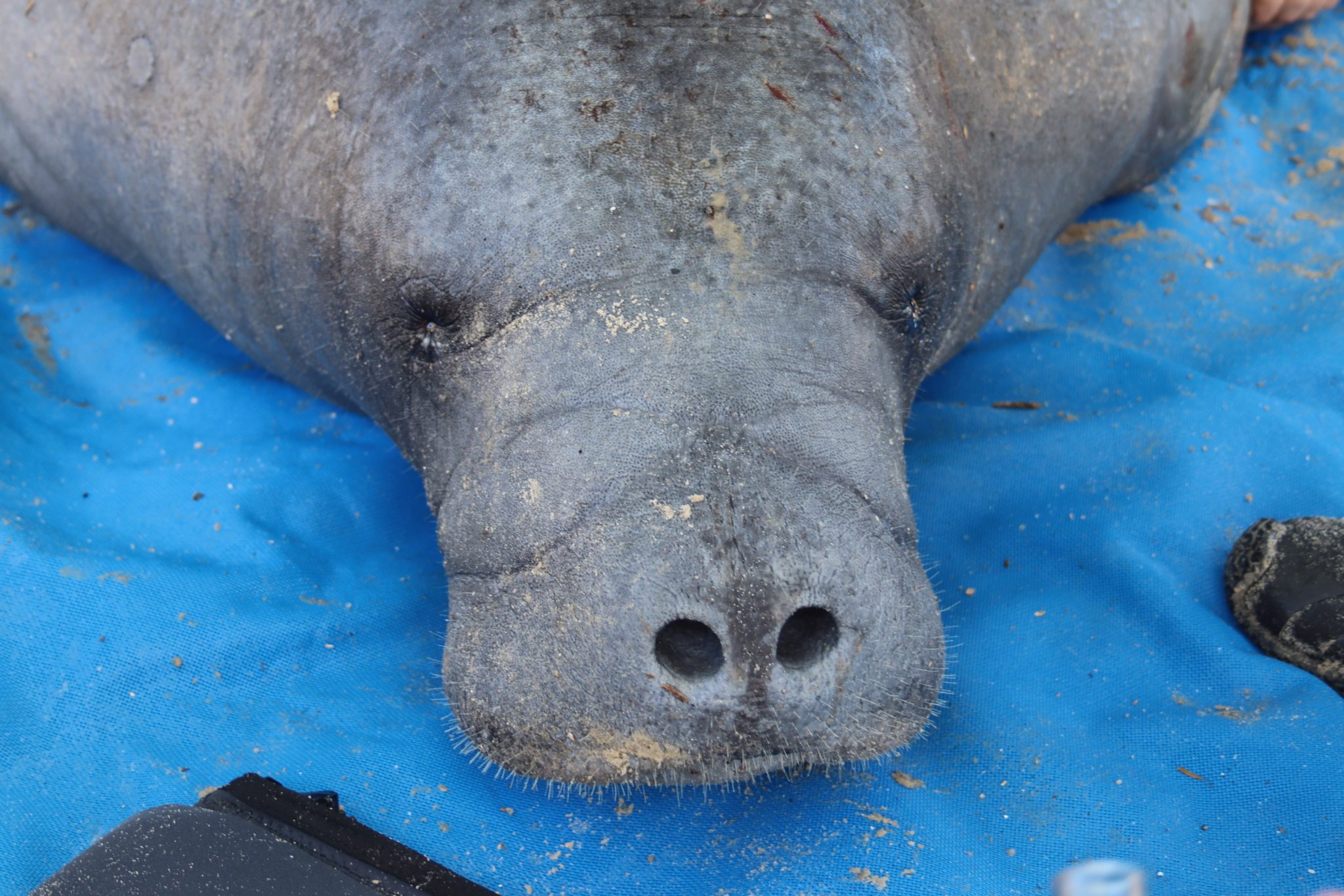Manatee Tracking - Larmore - Clearwater Marine Aquarium