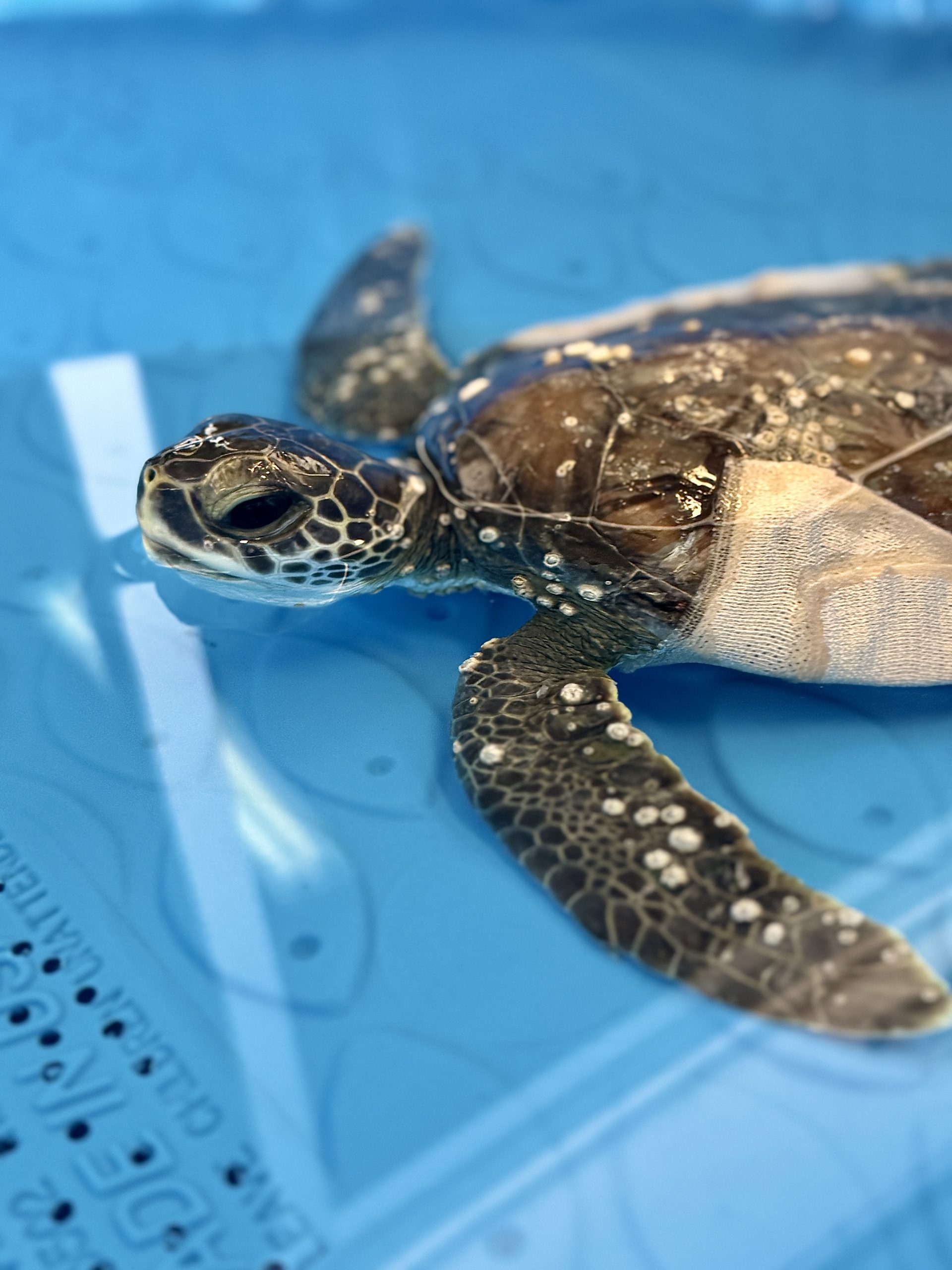 Sea Turtle Hospital Patient – Cassiopeia - Clearwater Marine Aquarium