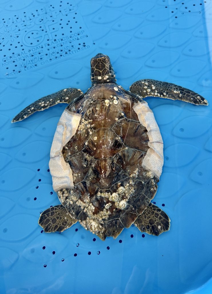 Sea Turtle Hospital Patient – Cassiopeia - Clearwater Marine Aquarium