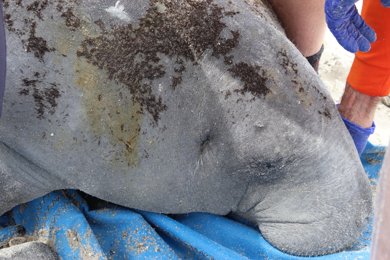 Manatee Tracking - Trucks - Clearwater Marine Aquarium
