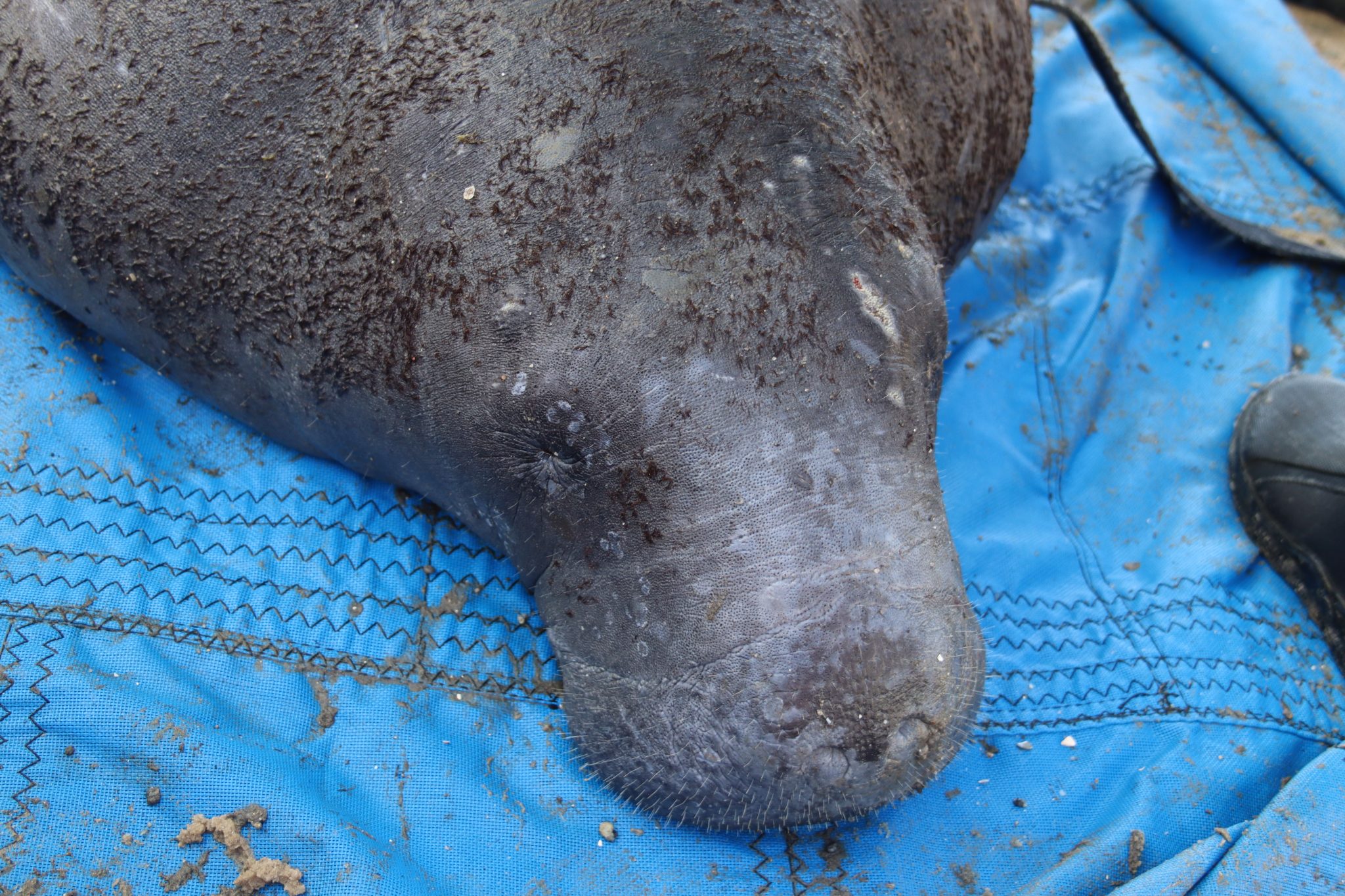 Manatee Tracking - Kottke - Clearwater Marine Aquarium