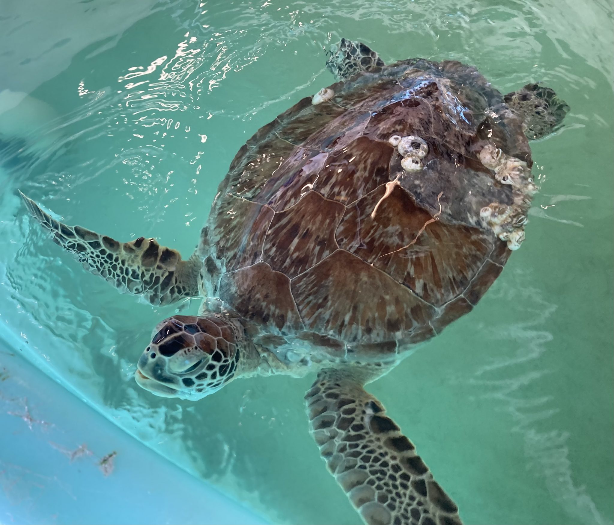 Sea Turtle Hospital Patient – Titan - Clearwater Marine Aquarium